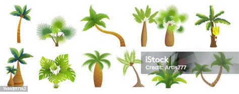 열대 야자수와 해변 또는 정글 식물 세트 잎과 줄기가 있는 이국적인 나무 야자 나무 Arecales에 대한 스톡 벡터 아트 및 기타 이미지 야자 나무