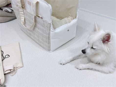 강아지 이동가방 추천 쉼쉼 9kg대 폼피츠 중형견 Xl가방 내돈내산 솔직후기 네이버 블로그