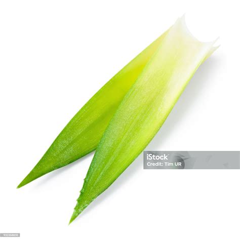파인애플의 잎 파인애플 잎 흰색 절연입니다 클리핑 경로와 필드의 전체 깊이입니다 0명에 대한 스톡 사진 및 기타 이미지 0명 감귤류 과일 날것 Istock