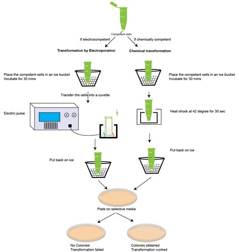 Bacterial Transformation Deep Dive What It Is Its Importance