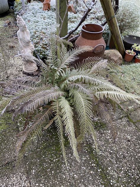 Fern Wifi Cracker Disables Network Manager Rkalilinux