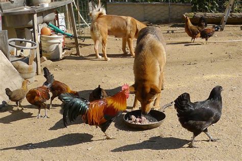 울프독늑대개 용이f1과 울프독 F2 봄이 그리고 아기들울프파크 늑대및 애견 사진운영자 울프파크 카페