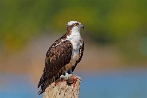 19800개 이상의 Osprey 스톡 사진 그림 및 Royalty Free 이미지 Istock
