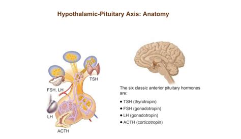 Hypothalamus And Pituitary Gland Axis