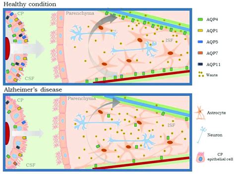 Relationship Between Choroid Plexus And Glymphatic System In Healthy
