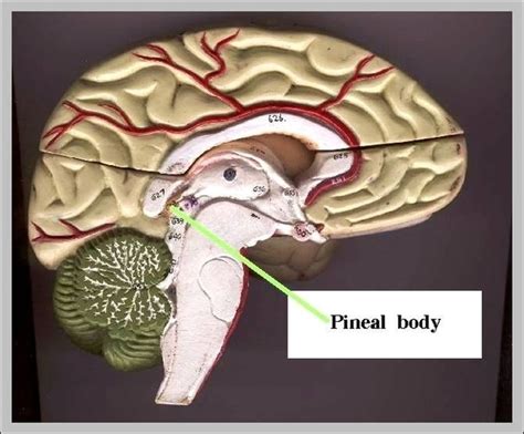 Pineal Body Image Anatomy System Human Body Anatomy Diagram And