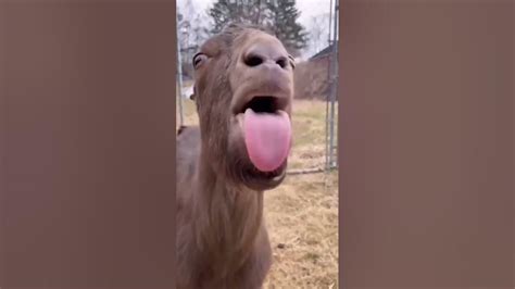 গাদা 🤣🤣 Youtube