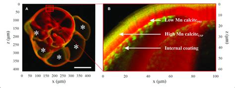 µxrf Elemental Maps Of Mn Green And Ca Red Map Of A Specimen Of Download Scientific