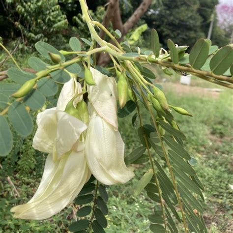 Sesbania Grandiflora Agati Tree Indian Trees Garden Trees