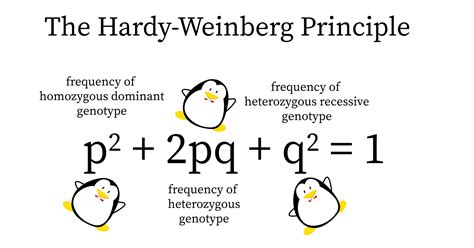 Hardy Weinberg