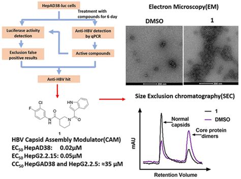 Discovery Of New Hepatitis B Virus Capsid Assembly Modulators By An Optimal High Throughput Cell