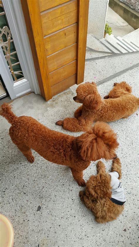 숙마님 집에 댕겨왔어요~ 개그지 꼴하고 있는 울둥이들 씻기고 신나게 놀아주고 대청소하고 다육이도 돌보고 왔네요~ 울집 사재기대장 병원에 누워서 더 열심히 사재기해서 택배