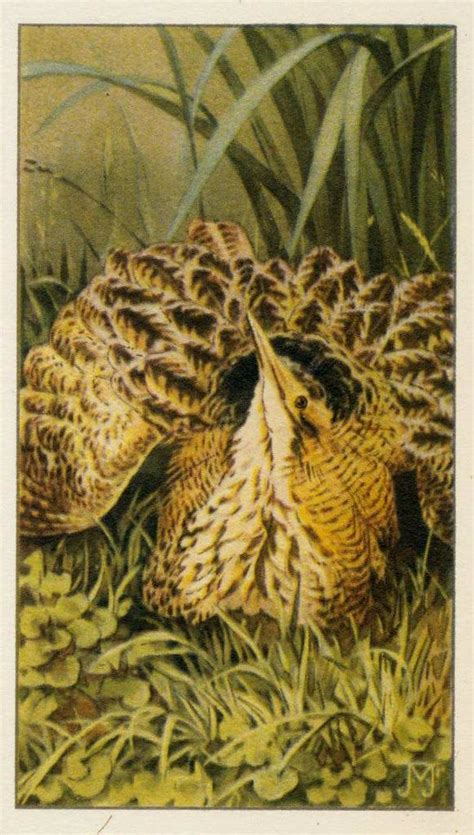 Roerdomp Dreighouding