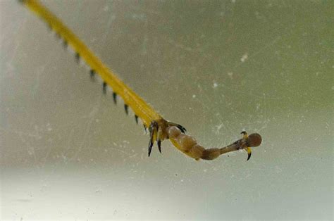 Window On A Texas Wildscape Grasshopper Feet