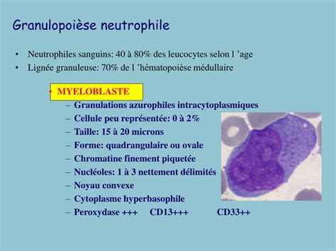 Ppt La Granulopoièse Powerpoint Presentation Free Download Id603604