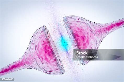 Synapsa Między Dwoma Neuronami Receptory Synapsy Nerwowej Połączenie