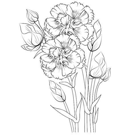 카네이션 꽃이 있는 색칠 페이지 손으로 그린 Dianthus Caryophyllus 벡터 스케치 잉크 그림 프리미엄 벡터