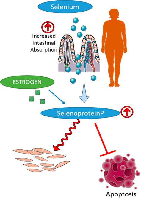Regulation Of Selenium Homeostasis In Females Female Gender Is