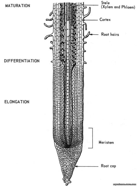 Root System Zones My Files File Catalog Alladi S