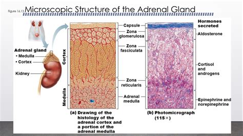 Where Is The Adrenal Medulla Quizlet At Brianna Rocher Blog