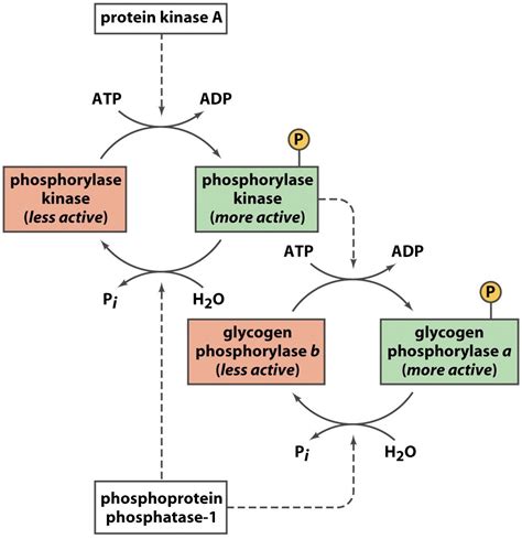 Protein Kinase A Phosphorylation At Lynda Higgins Blog