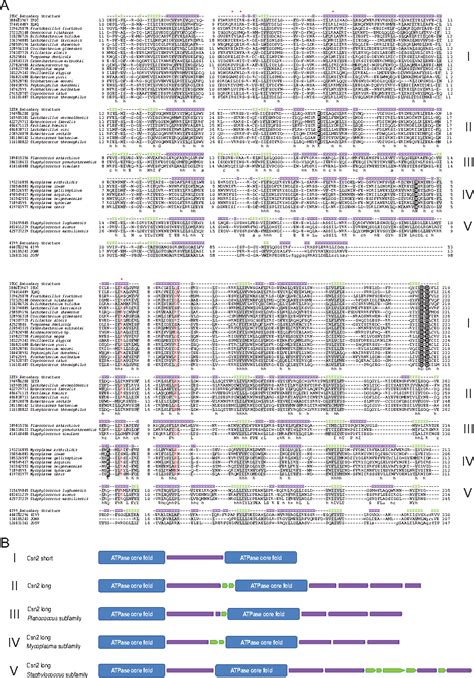 Figure 1 From Classification And Evolution Of Type Ii Crispr Cas Systems Semantic Scholar