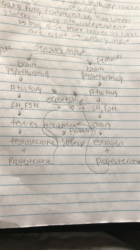 Hormones And Reproduction Diagram Quizlet