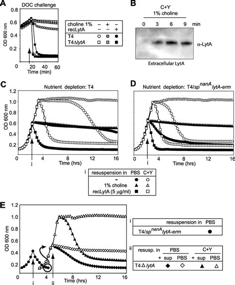 Disrupting Growth During The Logarithmic Phase May Induce Sensitivity