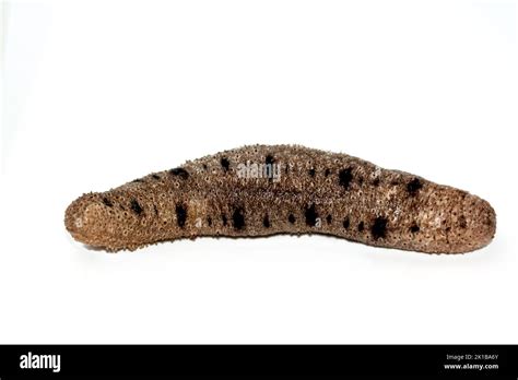 Sea Cucumber Isolated On White Background Echinoderms From The Class