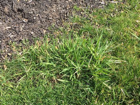 How To Control Suspected Quackgrass In Perennial Rye Kbg Fescue Lawn Ask Extension