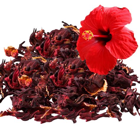 Hibiscus Flower