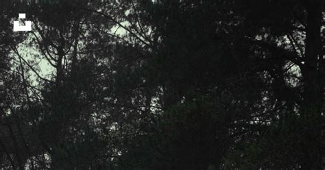 무성한 녹색 언덕 꼭대기에 앉아있는 두 개의 목조 건물 사진 Unsplash의 무료 숲 이미지