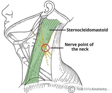 The Cervical Plexus Spinal Nerves Branches Teachmeanatomy