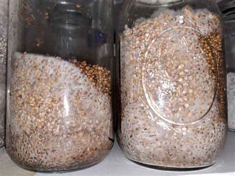 How To Make Millet Grain Spawn Preparation