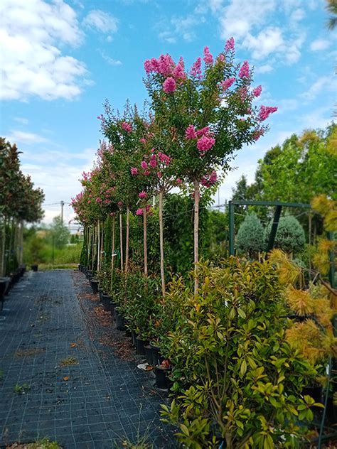 Indijski Jorgovan Urban Garden