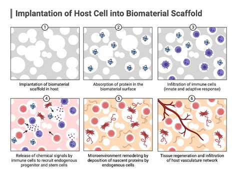 Implantation Of Biomaterials For Tissue Regeneration Biorender Science Templates
