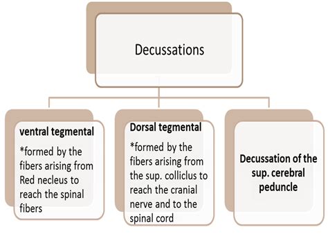 3th Seminar Brain Stempptx At Emaze Presentation