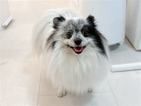 포메라니안 종류 블루멀 포메리안 성격 포메 털빠짐 네이버 블로그