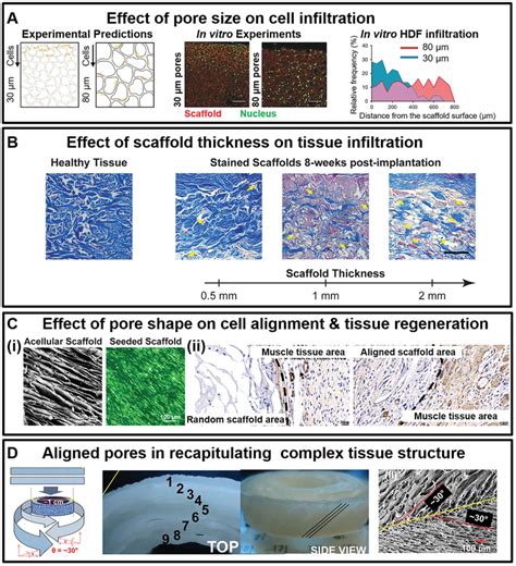 Effect Of Scaffold Architecture On Cell And Tissue Interactions A Download Scientific Diagram