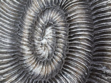 An Intricate Closeup Of A Nautiloid Fossil Spiral Beautifully Forming A