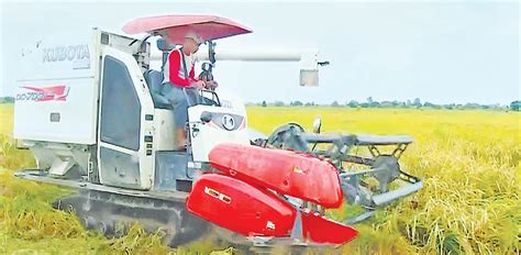 အုတ်ဖိုမြို့နယ်၌ မိုးစပါးများ စတင်ရိတ်သိမ်းနေပြီဖြစ်ရာ အထွက်နှုန်းကောင