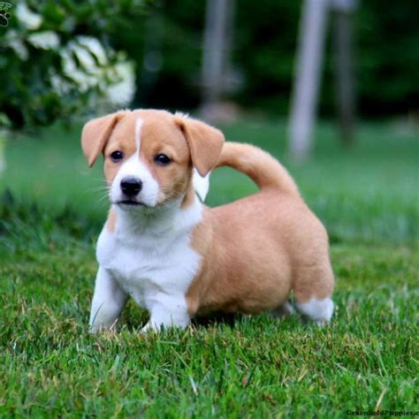 Welsh Corgi Mix Puppies For Sale Greenfield Puppies
