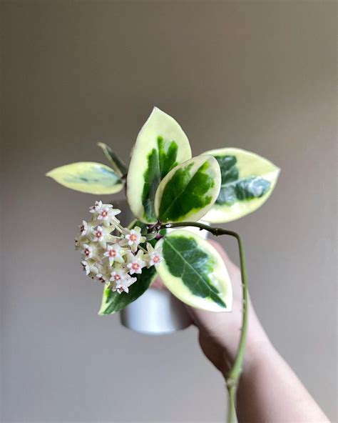 33 Most Popular Hoya Varieties To Grow In Home Garden Artofit
