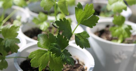 Місячний посівний календар на квітень 2023 року які дні будуть найврожайнішими — Укрaїнa