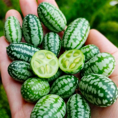 Cucamelon Seeds Heirloom Open Pollinated Non Gmo Grow Etsy