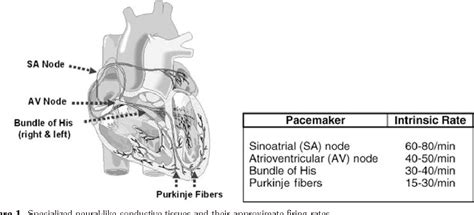 Figure 1 From Fundamentals Of Electrocardiography Interpretation Semantic Scholar