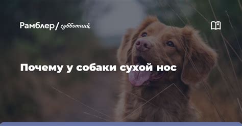 Почему у собаки сухой нос Рамблер развлечения и отдых
