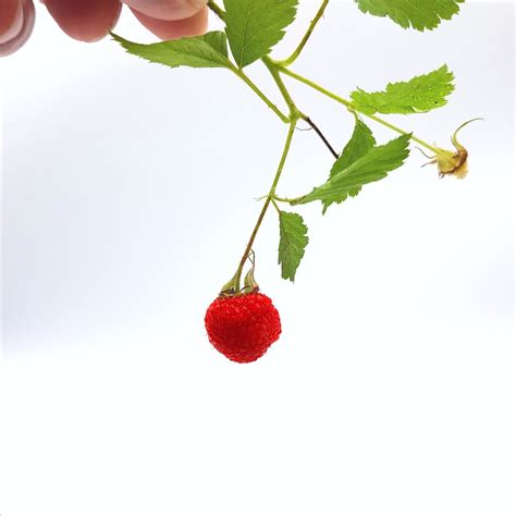 Local Sampinit Berries Star In Sebastians New Ice Cream Line