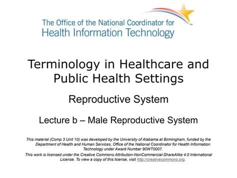 Reproductive System Lecture B Slides Ppt