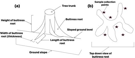 Frontiers An Assessment Of The Role Of Buttress Roots In The Carbon